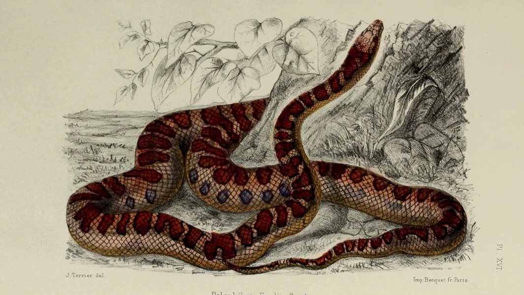 8 venomous snakes without widely available antivenom
