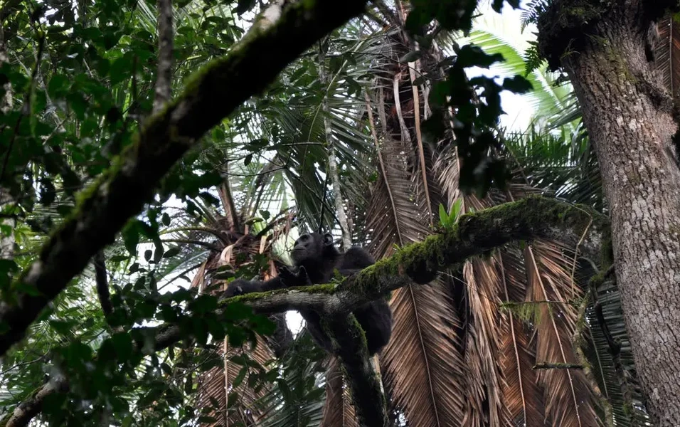 AI model revolutionizes primate tracking in dense jungles