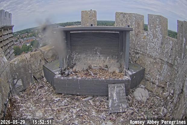 'It's been a good year for peregrines' - Town forum gets update on ...