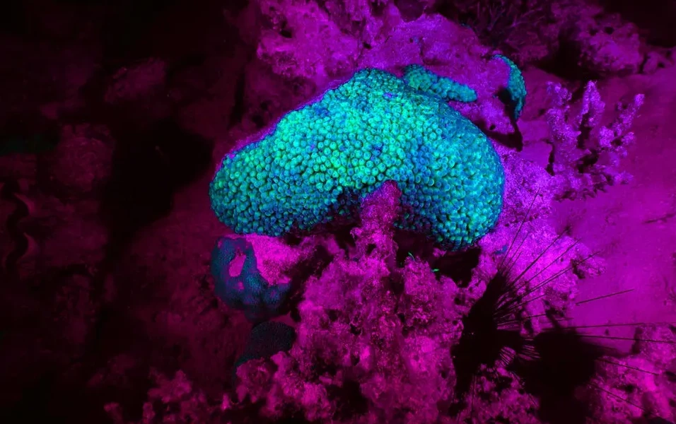 New marine species discoveries reveal hidden ocean wonders