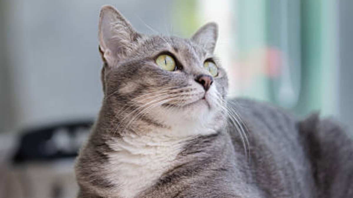 SPCA International experts reveal how a simple mistake can turn into a ...