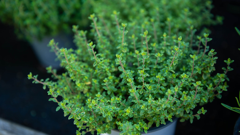 6 tips and tricks for growing the best thyme in your garden
