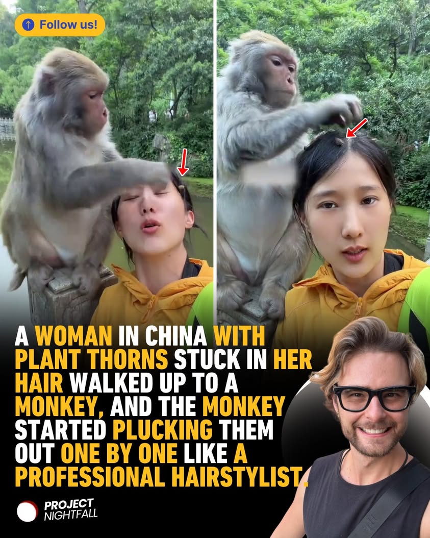 Monkey miracle: Woman's thistle tangle untangled by primate pro!