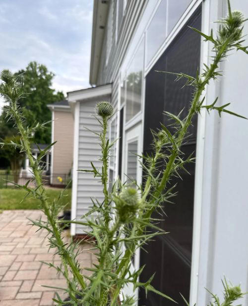 Gardener spots the 'weed of satan' in yard as commenters warn invasive ...