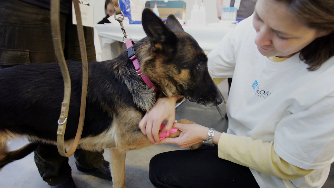 Study finds humans share 84% of DNA with dogs