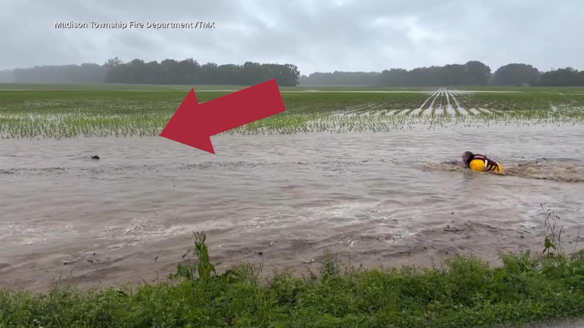 Crying baby deer saved from brisk floodwaters