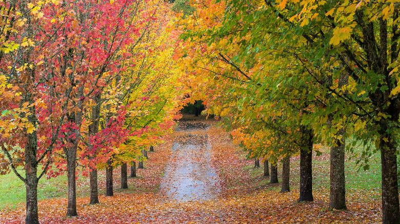 11 small trees that add color to your landscape without damaging your ...