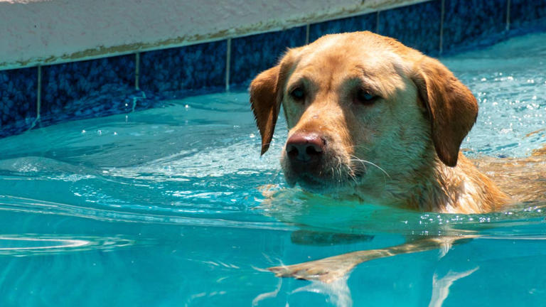 Red fox labrador is back to her pool pirate antics and we couldn’t be ...