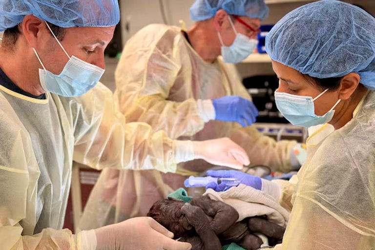 Gorilla gives birth at Seattle Zoo through 'extremely rare' C-section ...