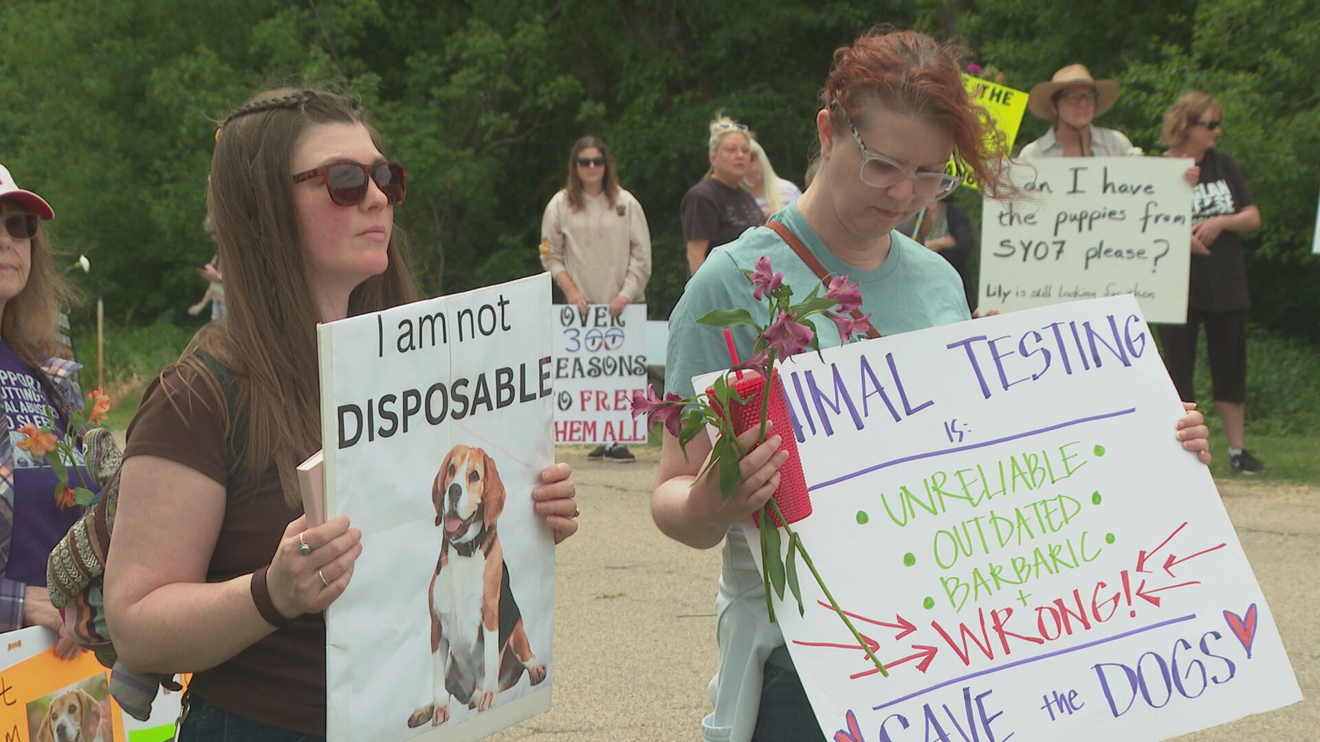 Weeks after 1,500 dogs were removed from Ridglan Farms, activists ...