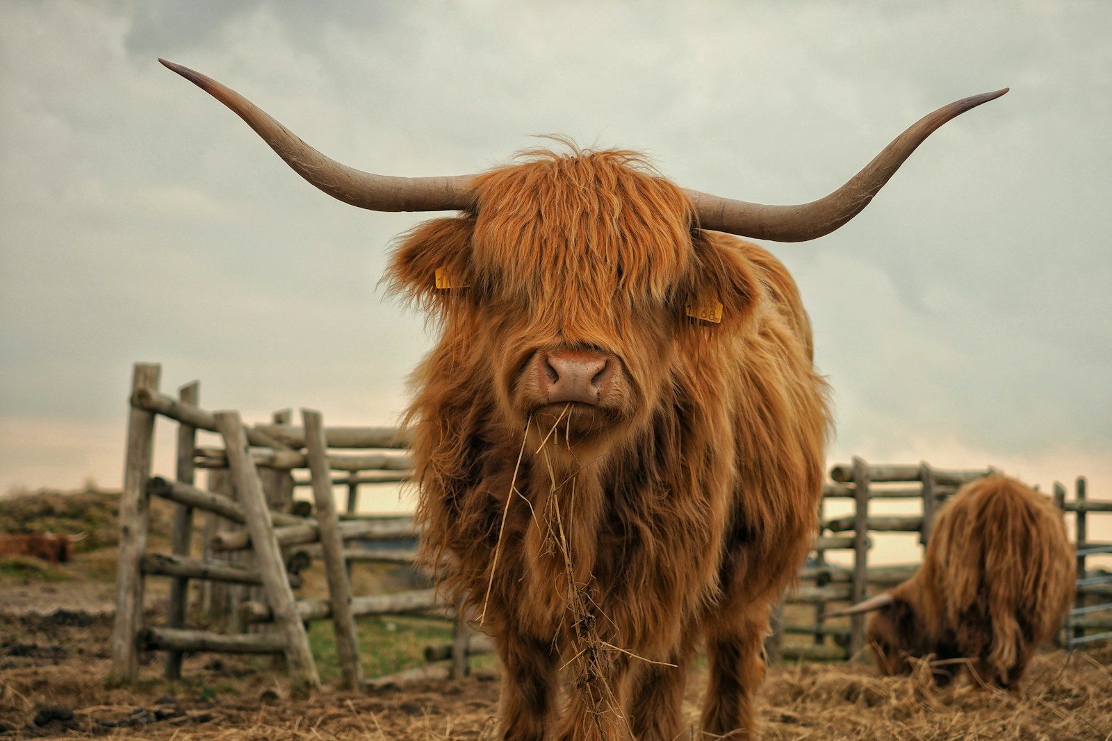 7 animal myths that fooled the world