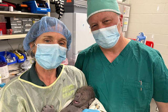 Gorilla gives birth at Seattle Zoo through 'extremely rare' C-section ...