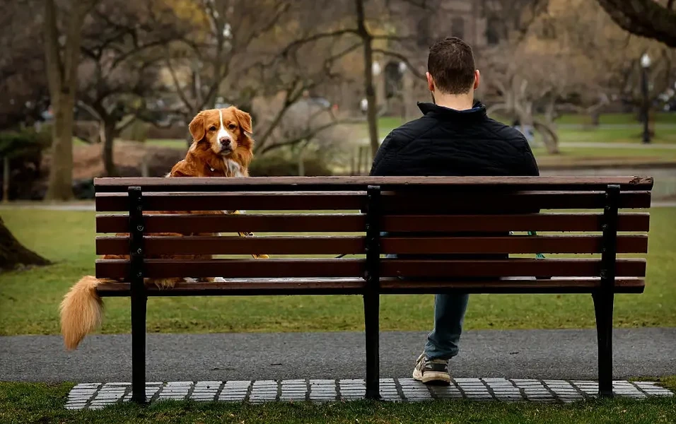 Study finds humans share 84% of DNA with dogs