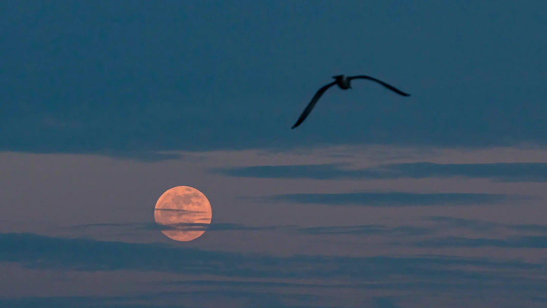 14 perfectly timed photos that capture rare moments