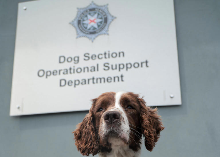‘The bite is a less lethal option’: PSNI dog handlers on the crucial ...