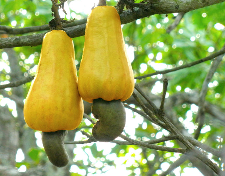 People are stunned to learn what paprika is really made from — and 9 ...