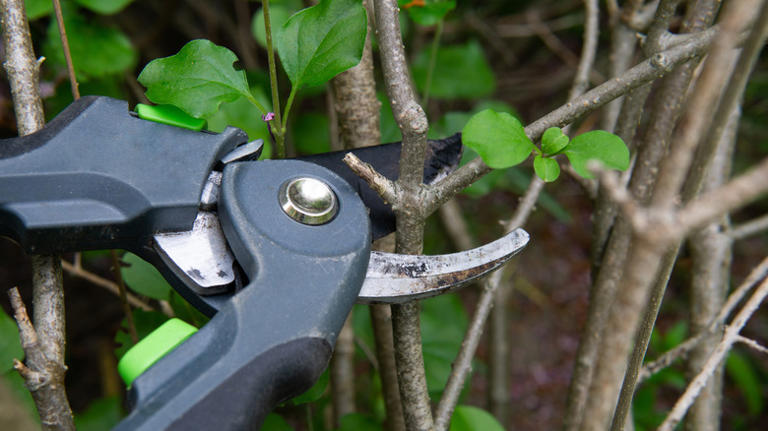 The lilac pruning method that helps encourage new and healthy blooms