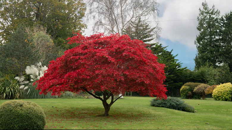Essential tips for taking care of a Japanese maple (especially in the ...