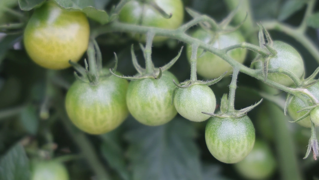 How to grow healthy, productive tomato plants