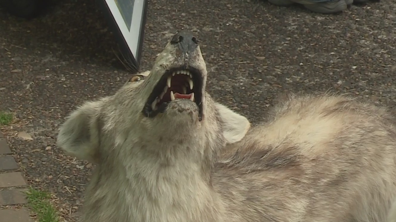 Coyote awareness event held in Portland