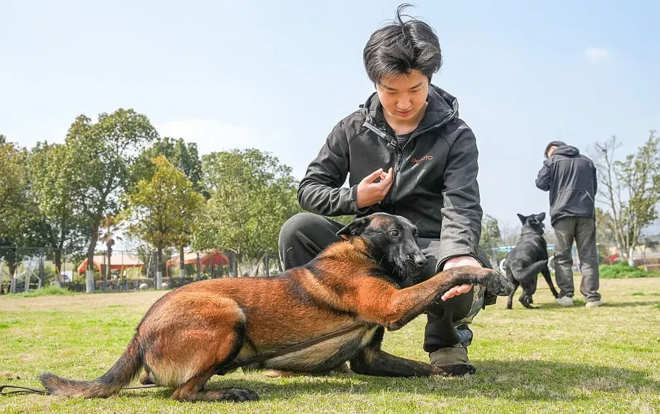 Train your dog the way they think