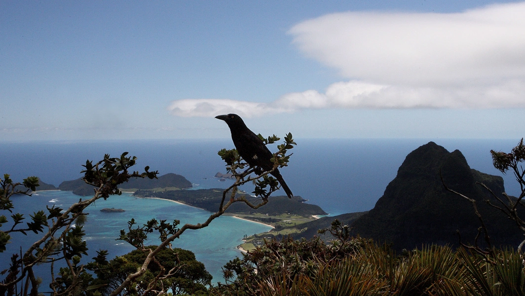 Lord Howe Island insects surge after rodent removal