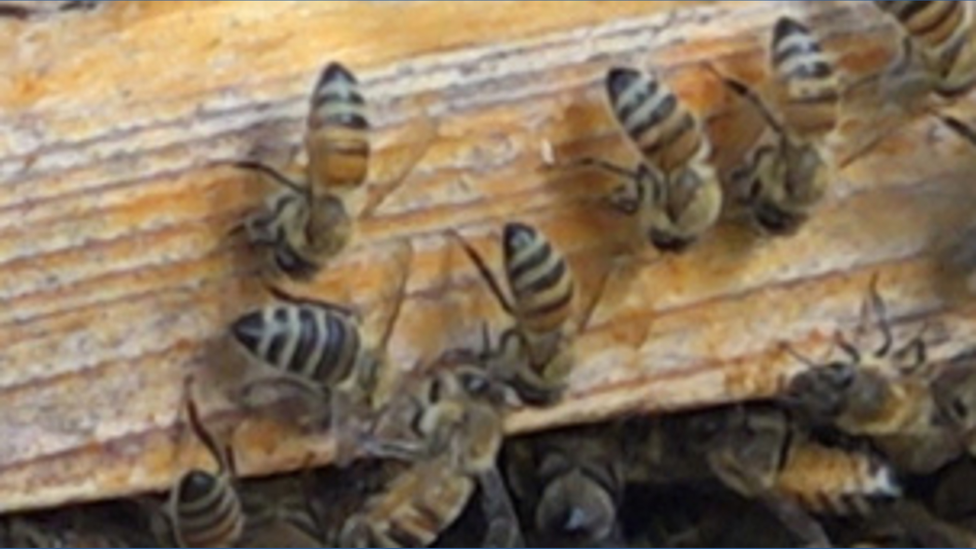 What to do if you find a bee swarm near your home