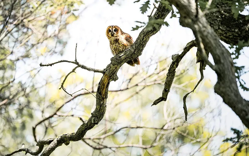 How to make your yard an owl haven