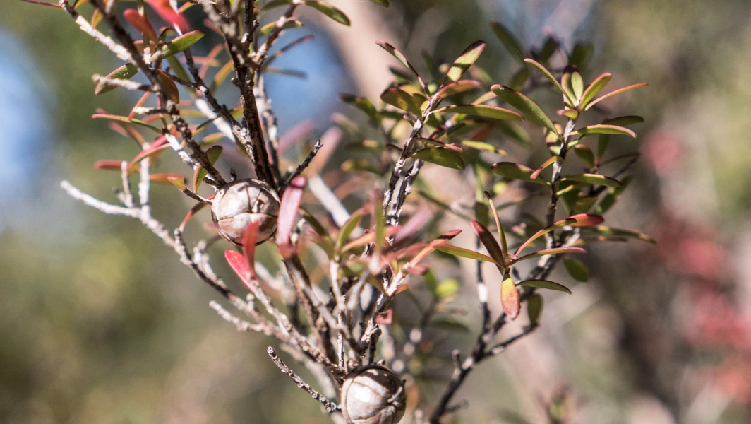 Why manuka honey is worth the hype