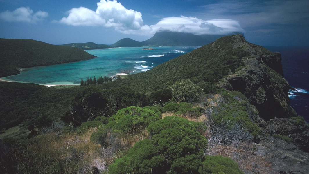 Lord Howe Island insect populations surge after rodent removal