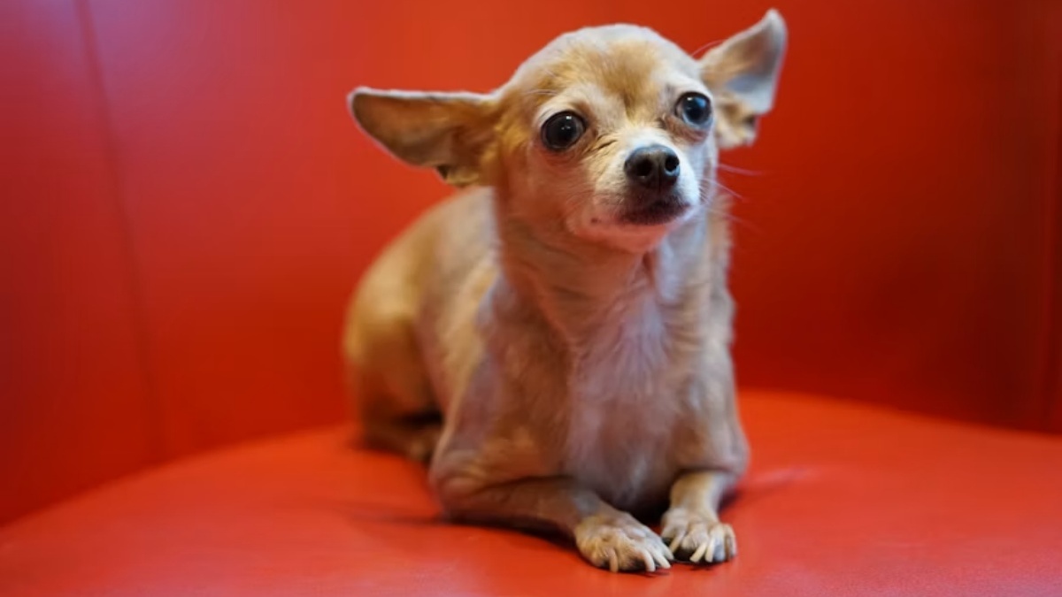 8 dog breeds that absolutely hate cold weather