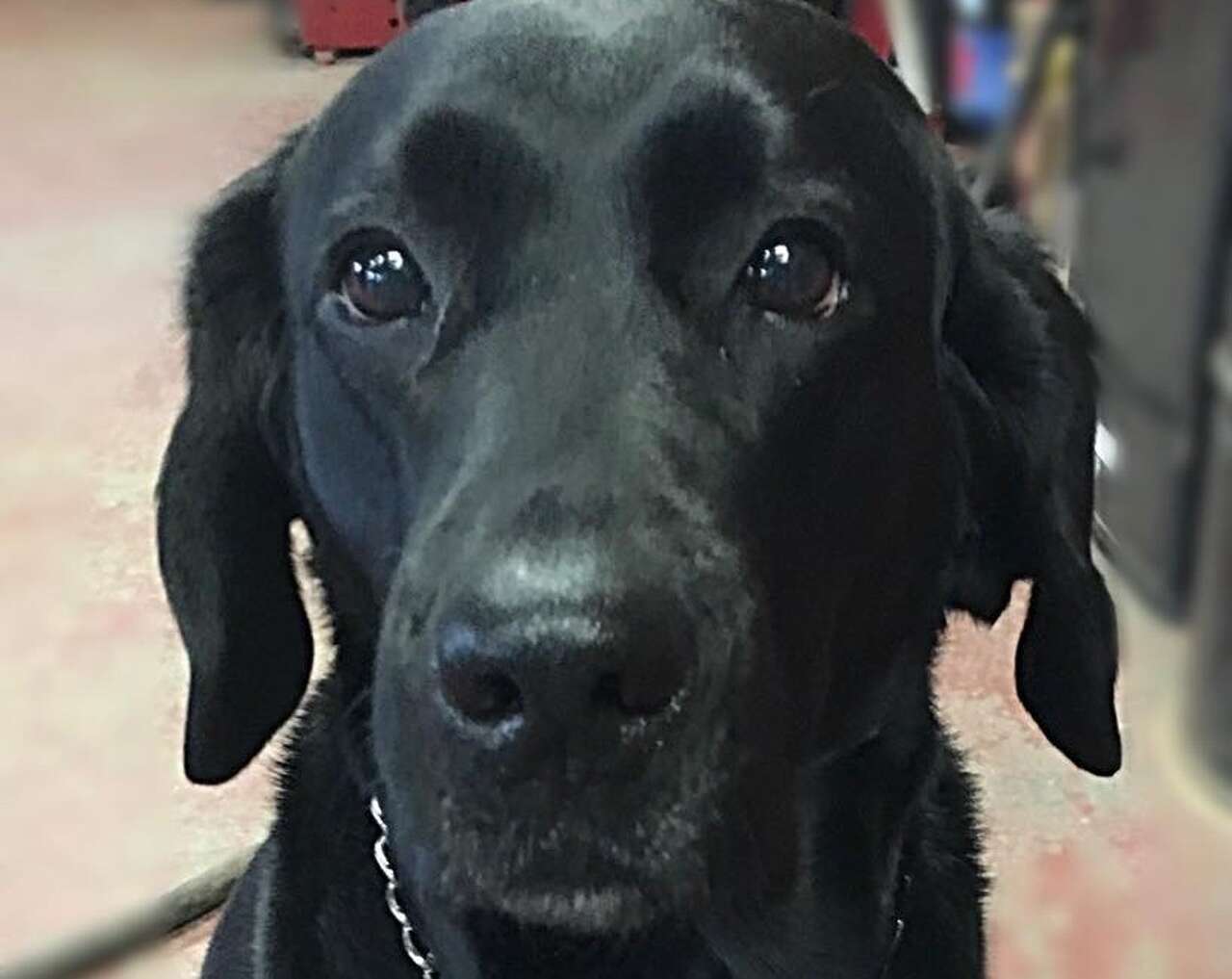 Retired Connecticut State Police K-9 Dodie dies at 14 after years of ...