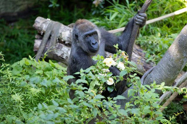 Gorilla gives birth at Seattle Zoo through 'extremely rare' C-section ...