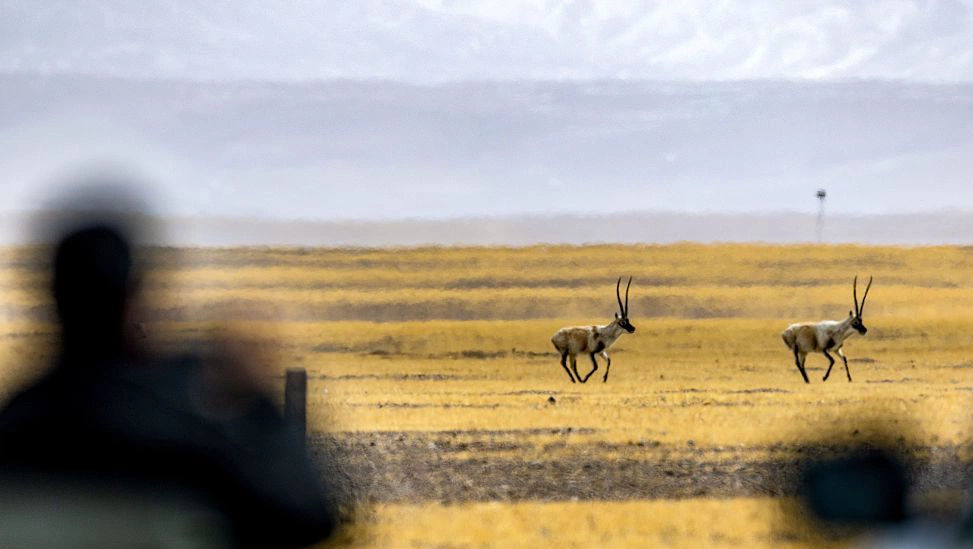Study finds human presence alters wildlife movement globally