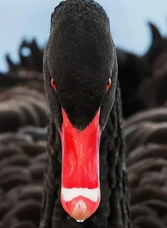 Cisne negro encanta com beleza rara e comportamento social em habitat ...