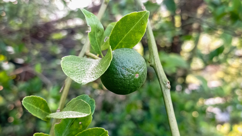 10 Types of Lime, explained