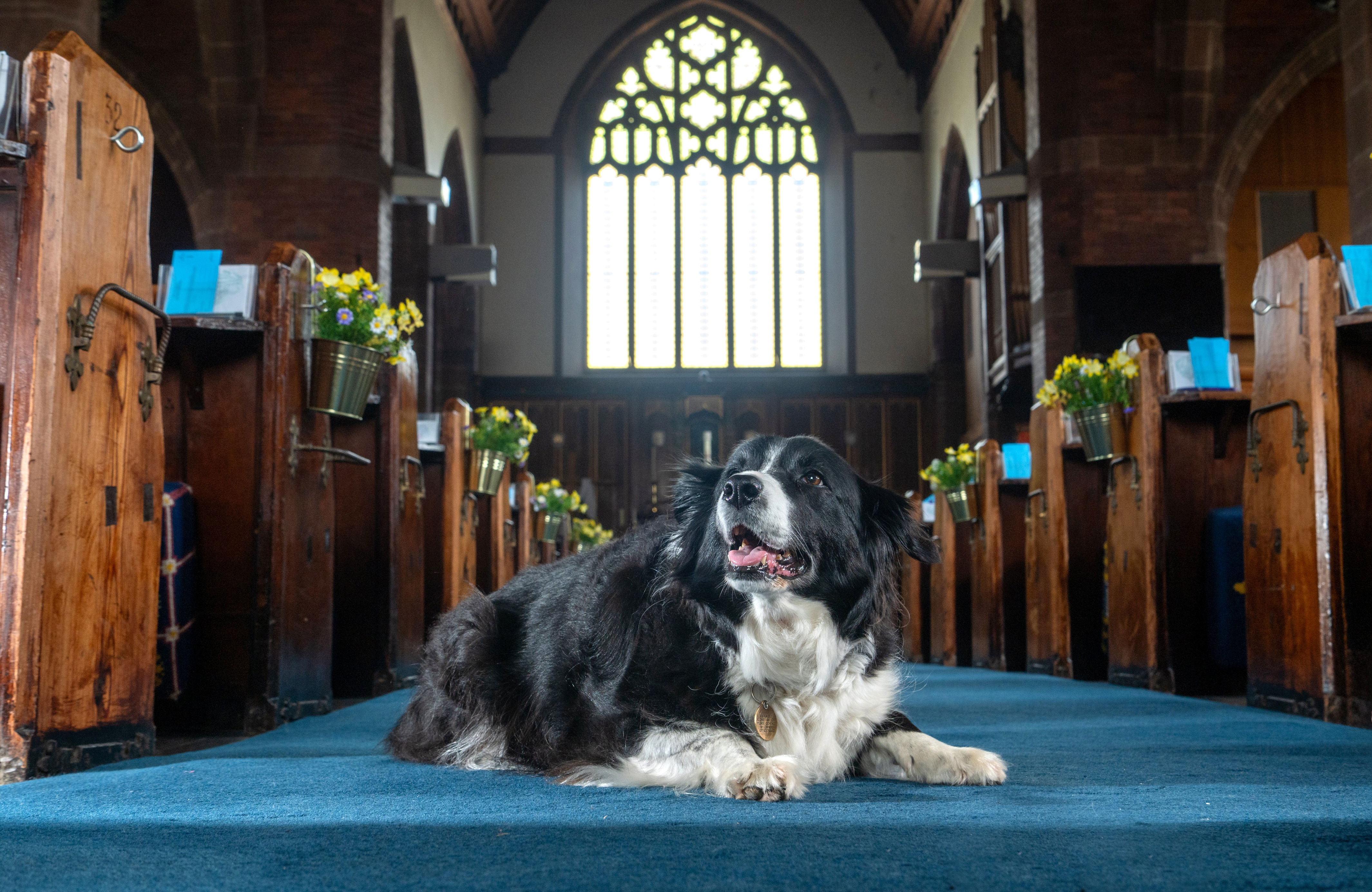 Meet Mollie the collie who goes to St Aidan's in Bamber Bridge every ...
