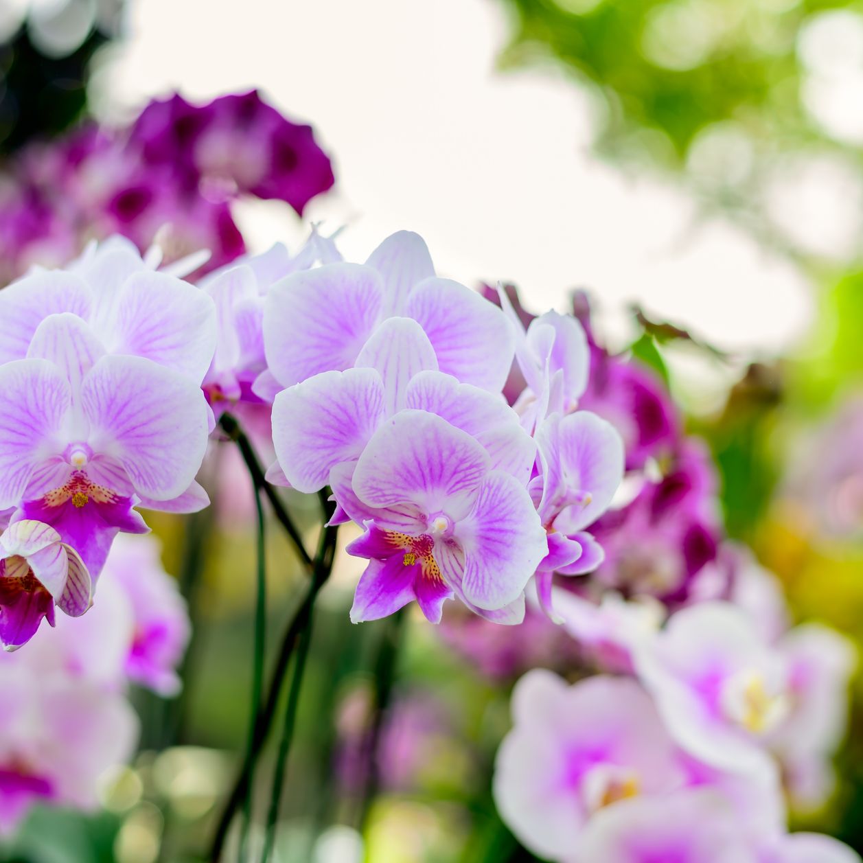 Depuis que j'utilise la technique du café, mes orchidées ne sont plus ...