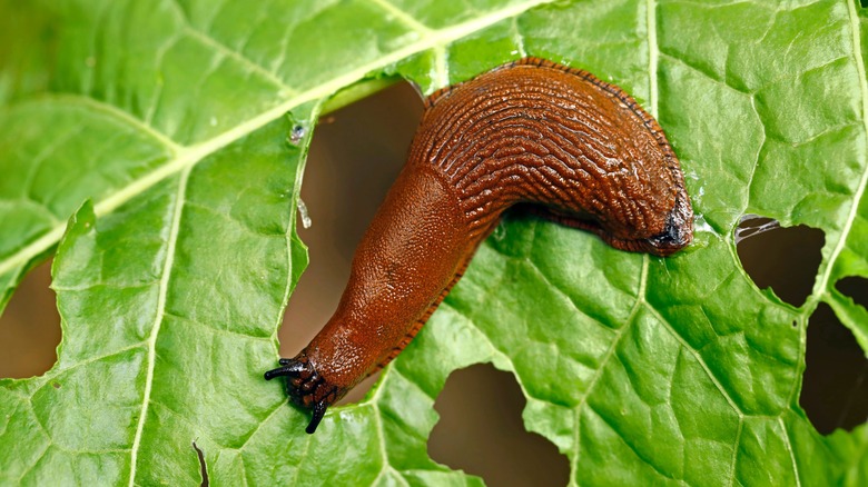 Common gardening mistakes that are attracting slugs to your yard