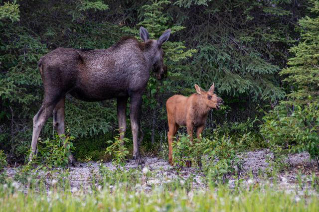 Park City neighbors block street after moose gives birth to twin calves ...