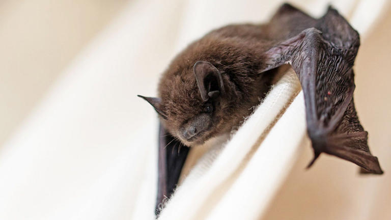 California neighborhood on alert after bat found near sidewalk tests ...