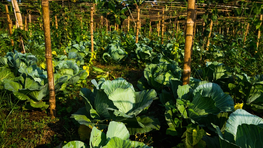Cabbage and eggs made easy for everyday meals