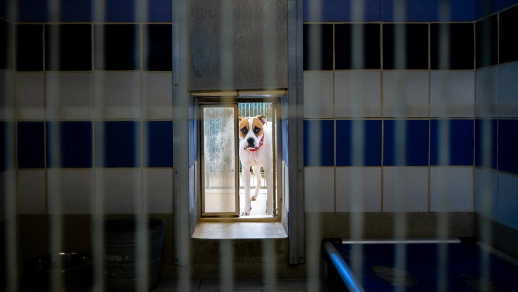 10 dog breeds and stories of long shelter waits