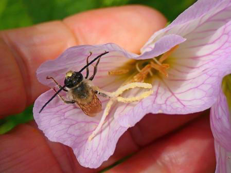 La curiosa abeja cornuda