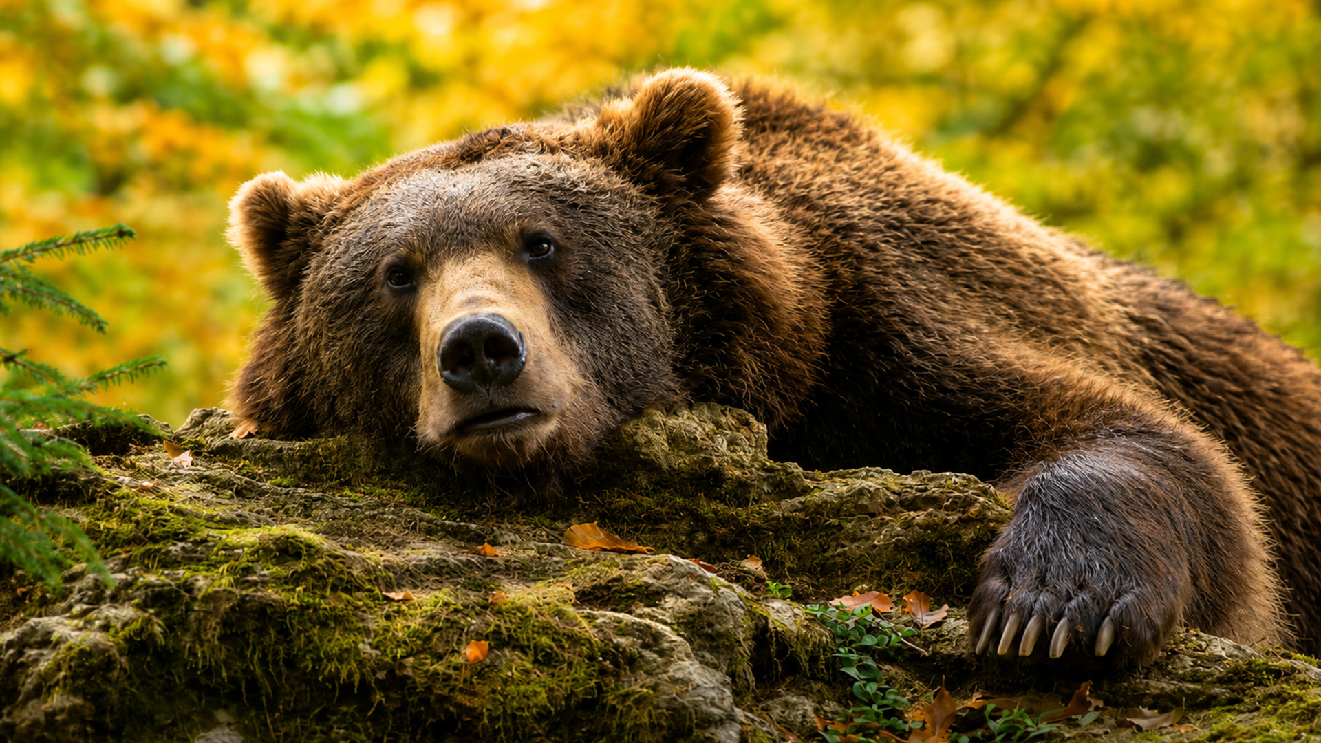 Este oso volvió al mismo lugar y la cámara captó todo