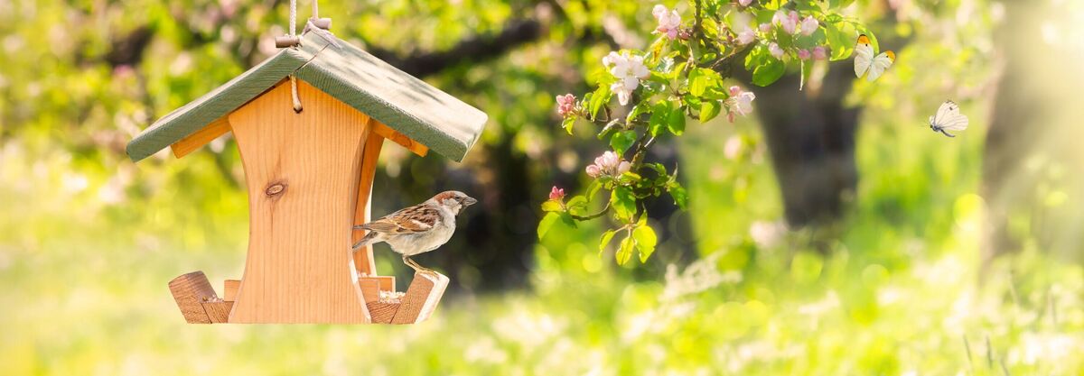 Gardeners feeding birds urged to soak 1 food in water first