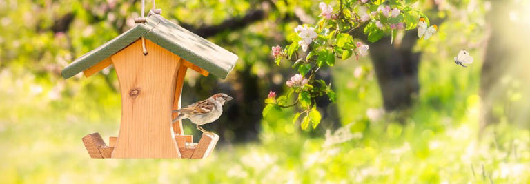 Gardeners feeding birds urged to soak 1 food in water first
