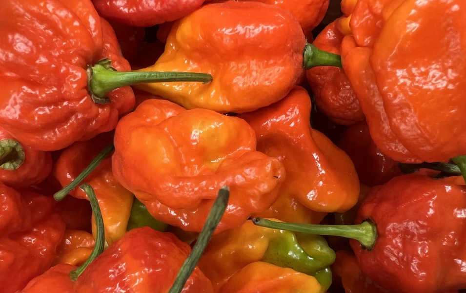 Inside the world’s hottest peppers and their fiery secrets