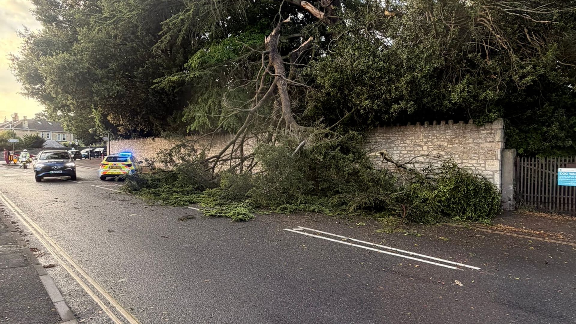 Dog walker narrowly avoids falling tree in UK