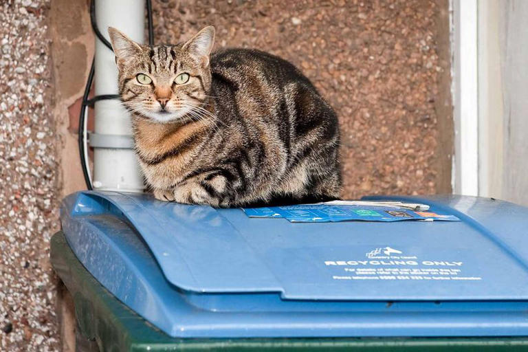 'Cat Bin Lady' Mary Bale still lives in Midlands - and doesn't feel ...